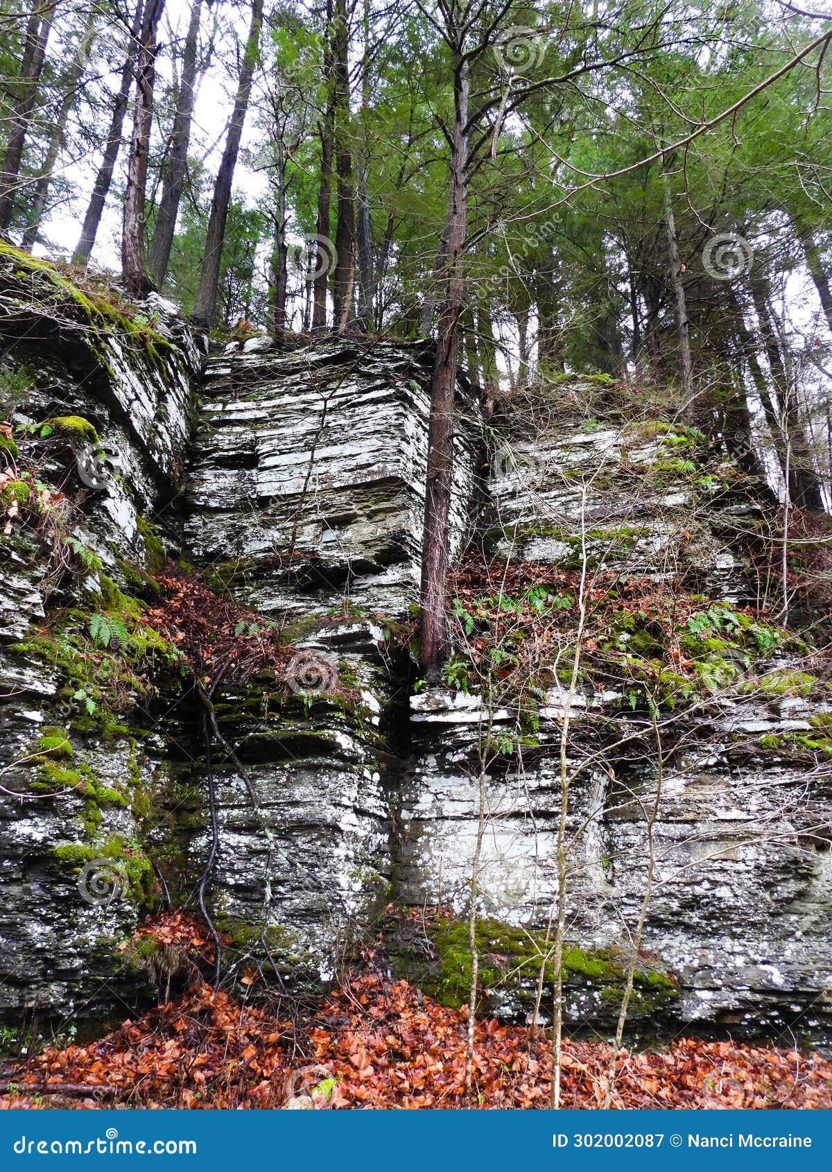 Vertical Rock Face Formed from Glaciers Robert H. Treman NY State Park ...