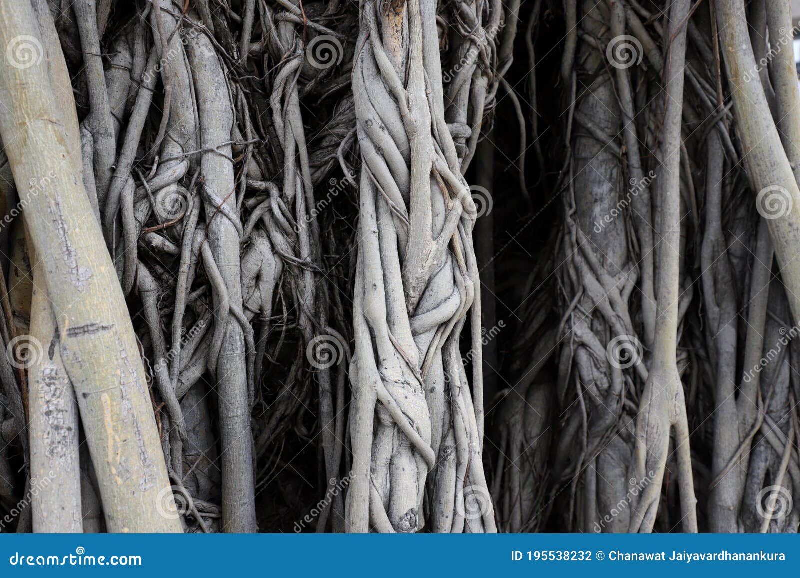 The Vertical Roots of the Trees Have Light and Shadow. Soft Focus Stock ...