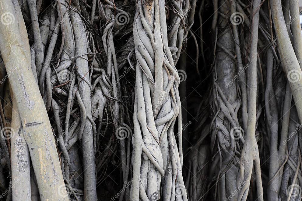 The Vertical Roots of the Trees Have Light and Shadow. Soft Focus Stock ...