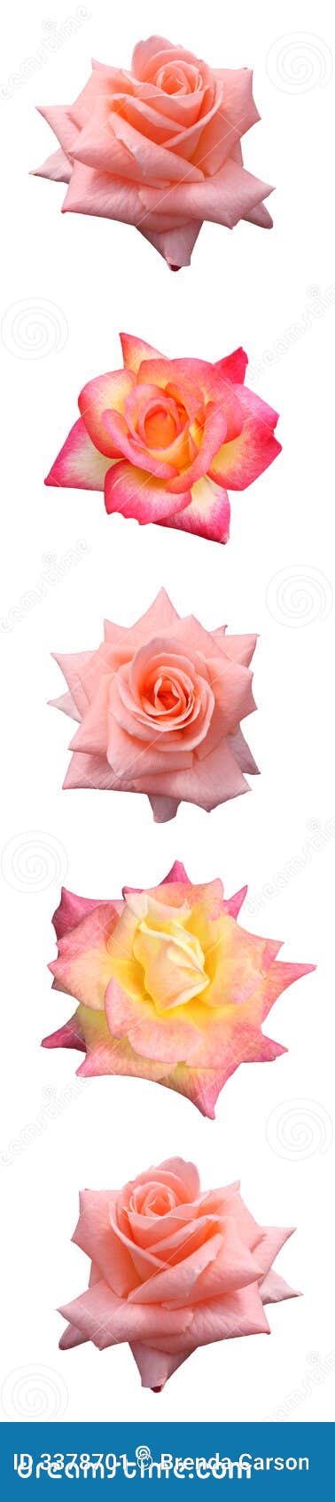Vertical Rose Bar stock image. Image of flowers, scrapbooking - 3378701