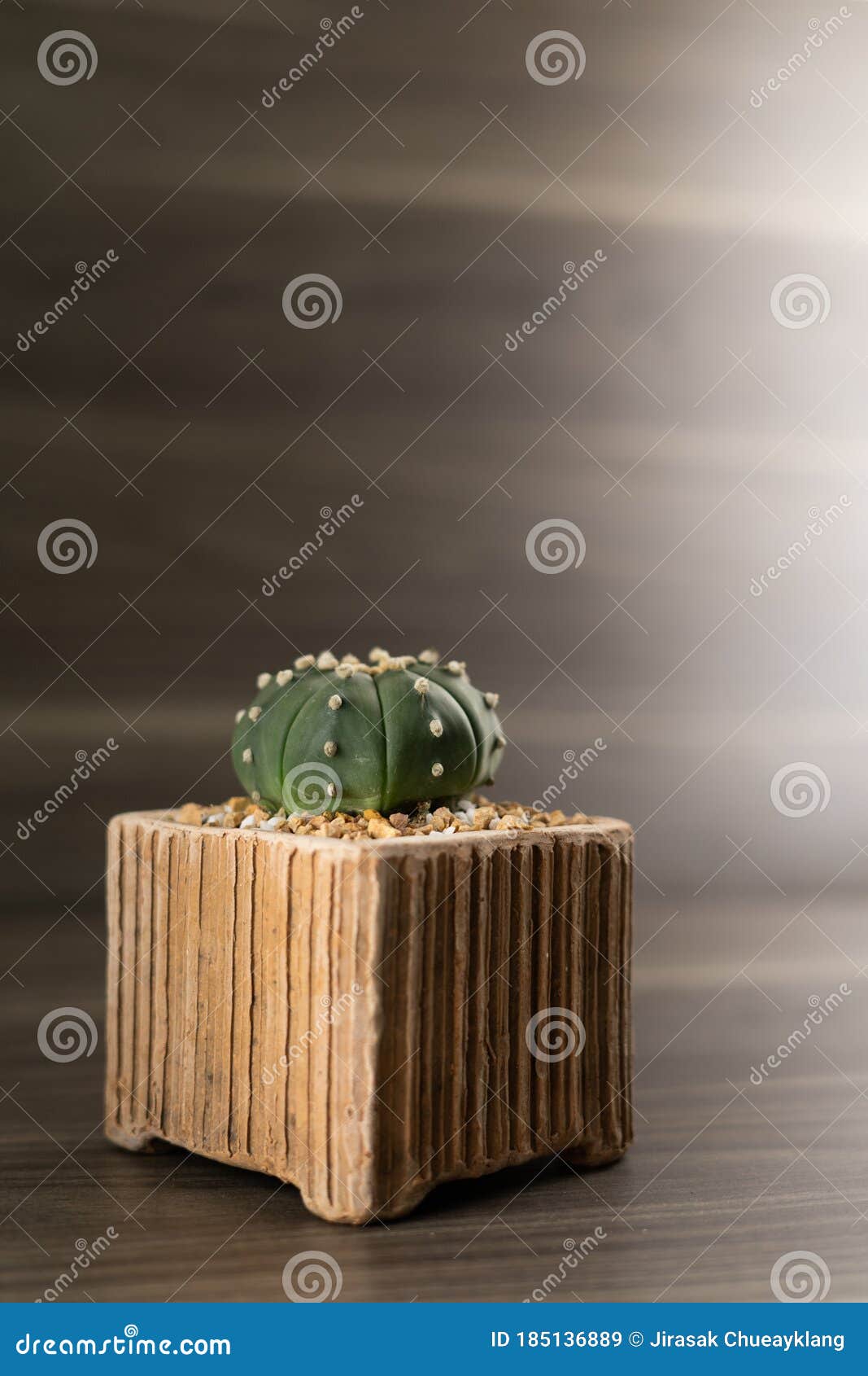Vertical Round Shape Cactus in the Bottom Left Corner on a Wooden Floor ...