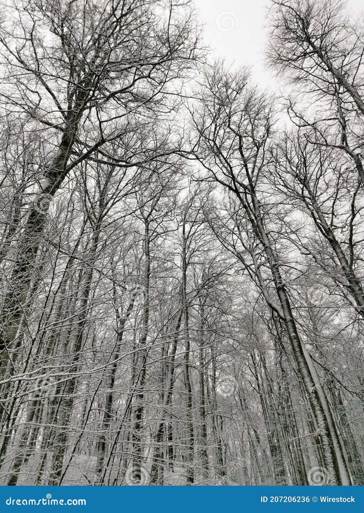 Vertical Scenery of a Forest in Winter in Larvik, Norway Stock Photo ...