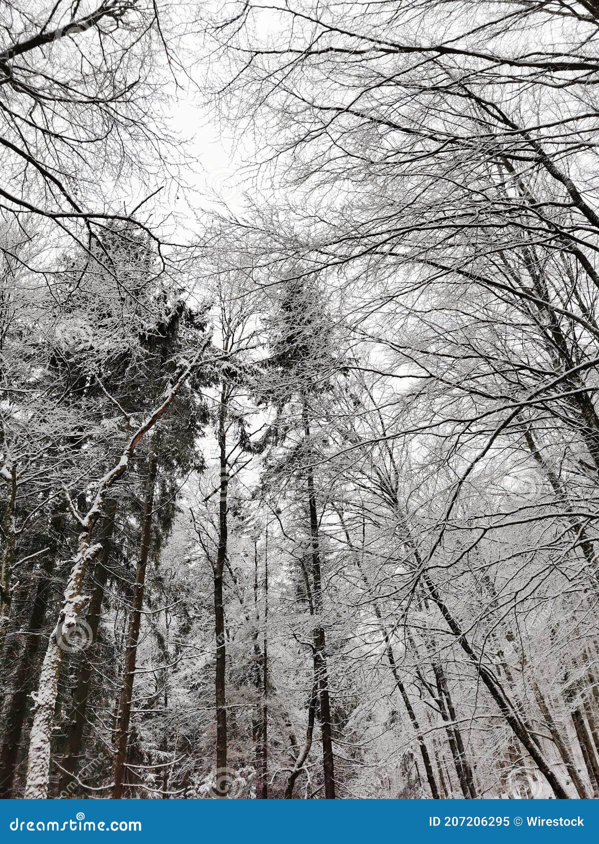 Vertical Scenery of a Forest in Winter in Larvik, Norway Stock Image ...