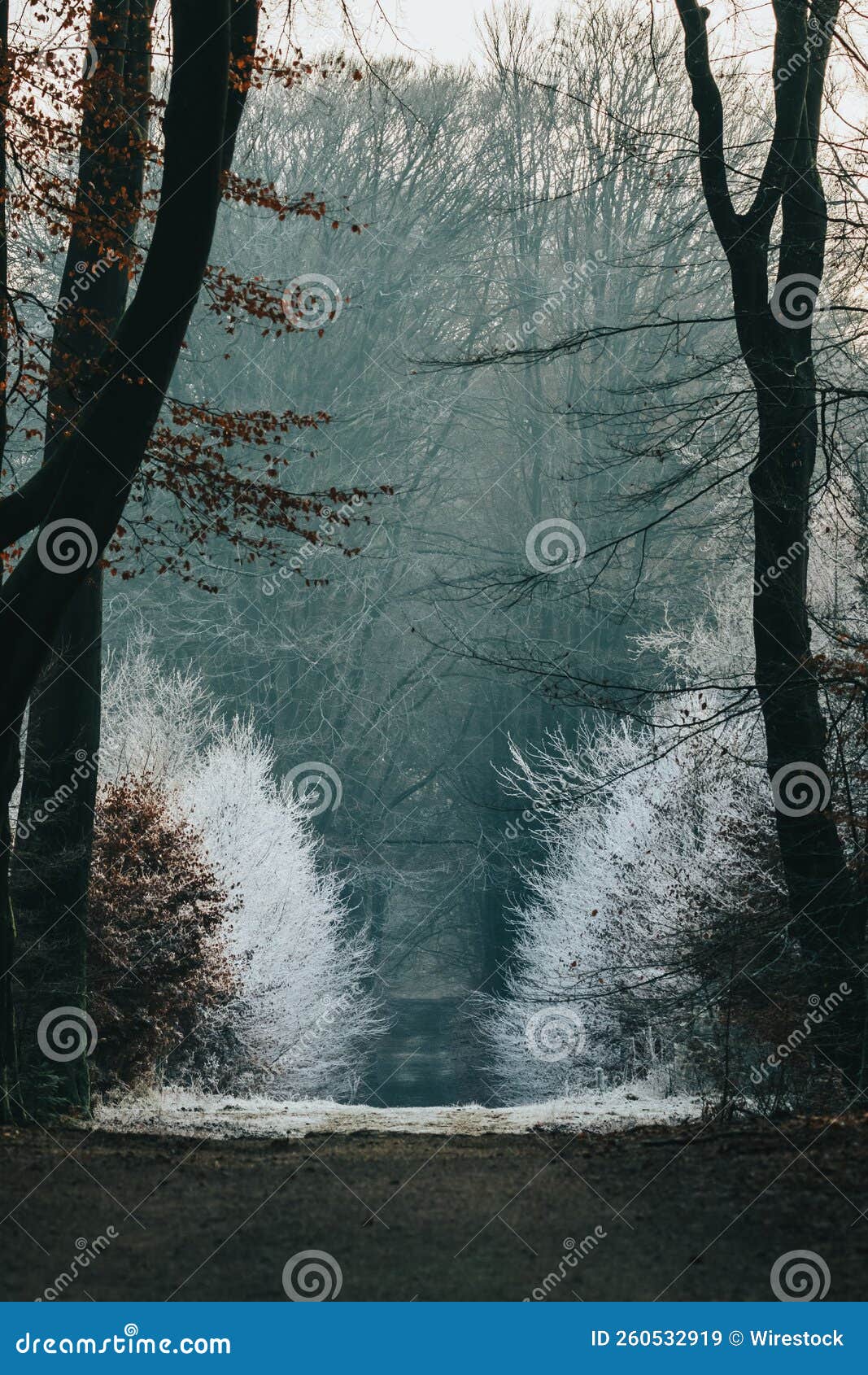 Vertical Scenery of a Path Surrounded by Beautiful Frozen Bare Trees ...