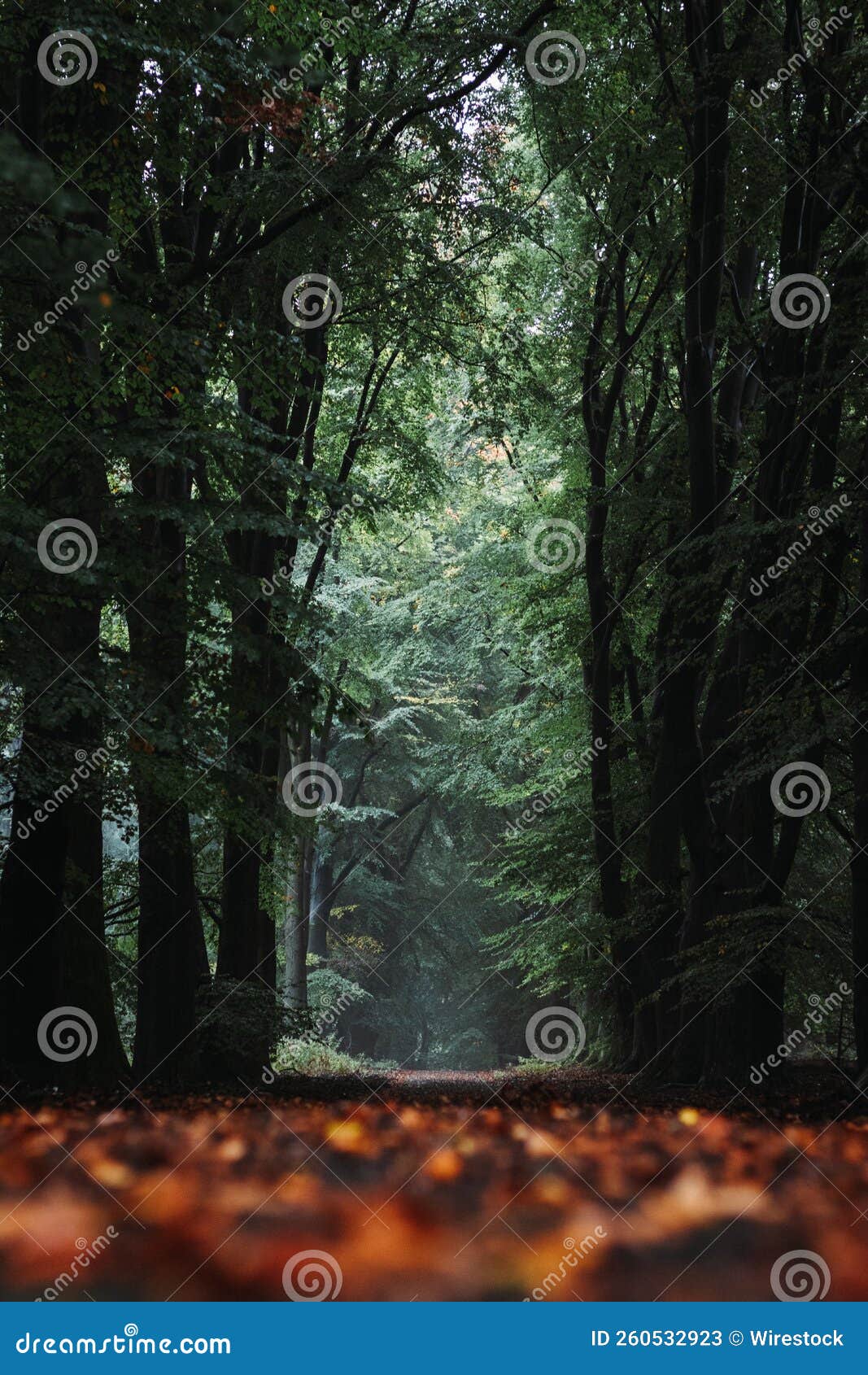 Vertical Scenery of a Path Surrounded by Beautiful Lush Green Trees ...