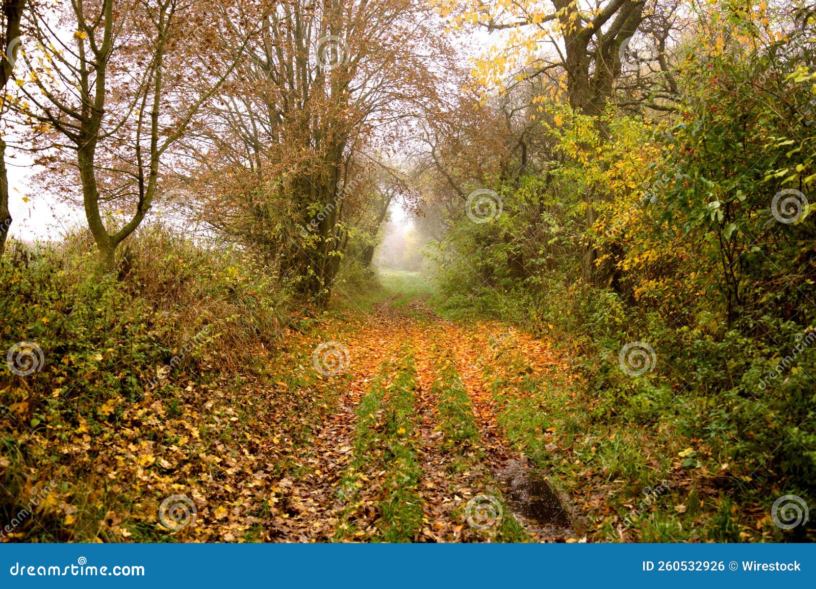 Vertical Scenery of a Path Surrounded by Beautiful Lush Green Trees ...