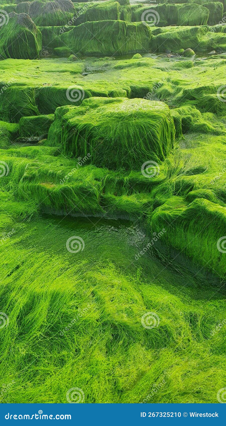 Vertical of Seagrass Moss, Green Algae Texture Stock Photo - Image of ...