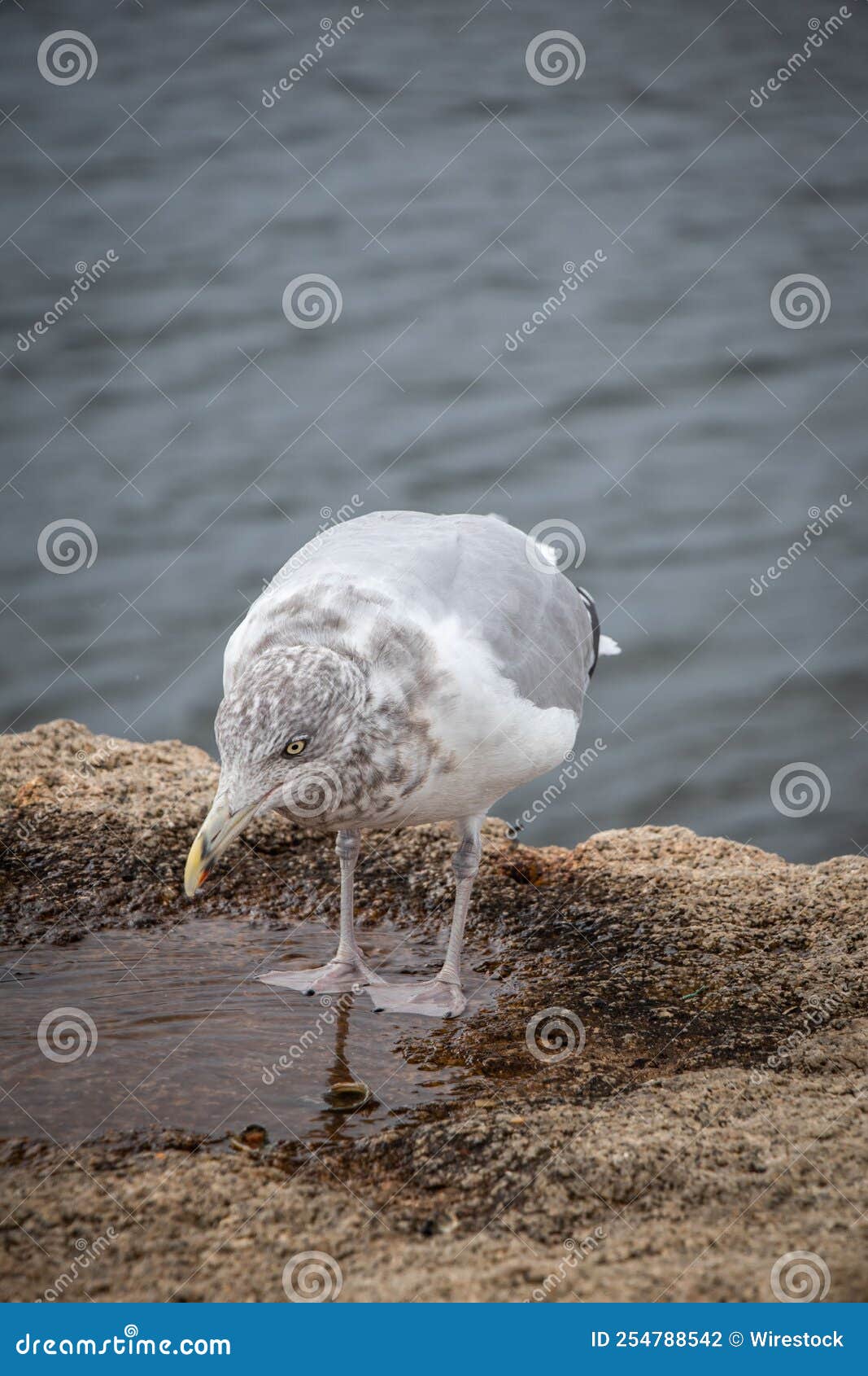 Vertical of a Seagull Drinking Water Along the Maine Coast. Stock Photo ...