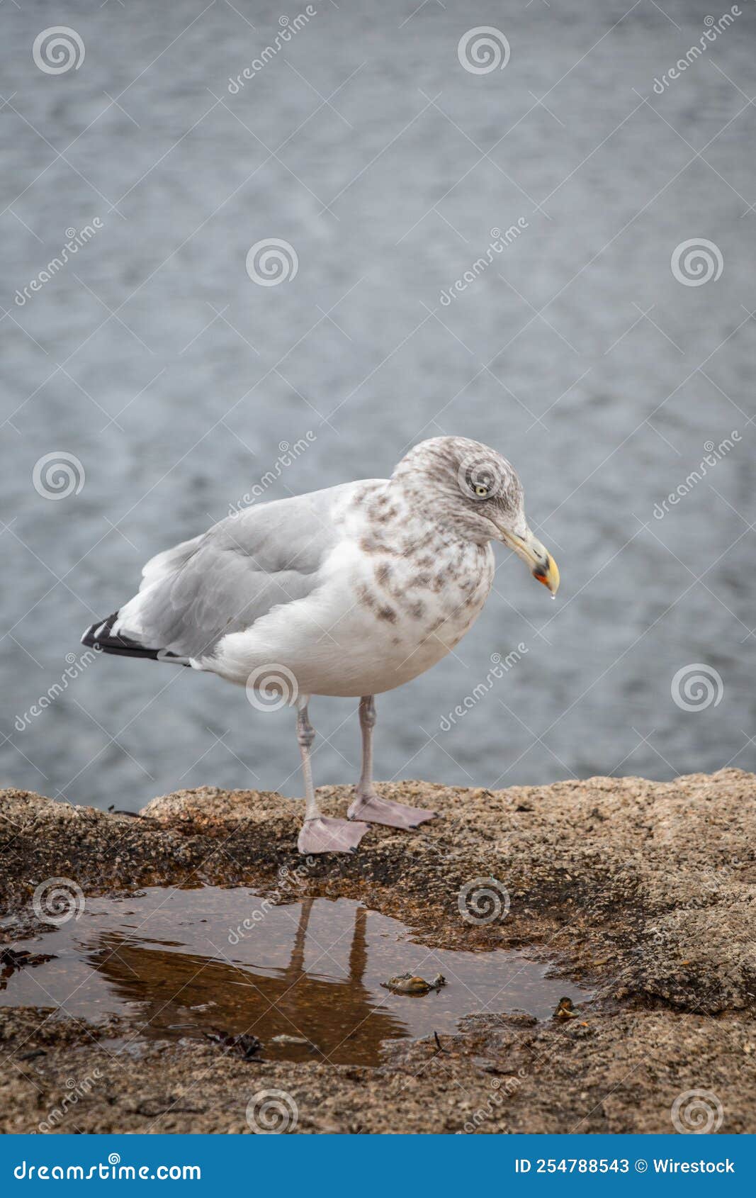 Vertical of a Seagull Drinking Water Along the Maine Coast. Stock Image ...