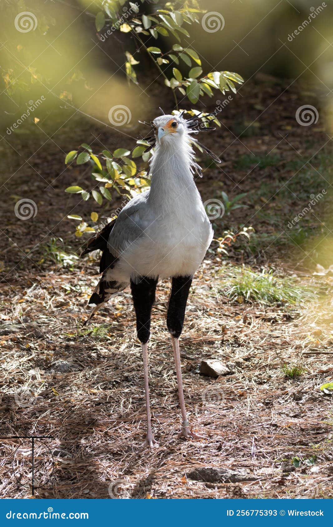 Vertical of a Secretary Bird in Africa. Stock Image - Image of white ...