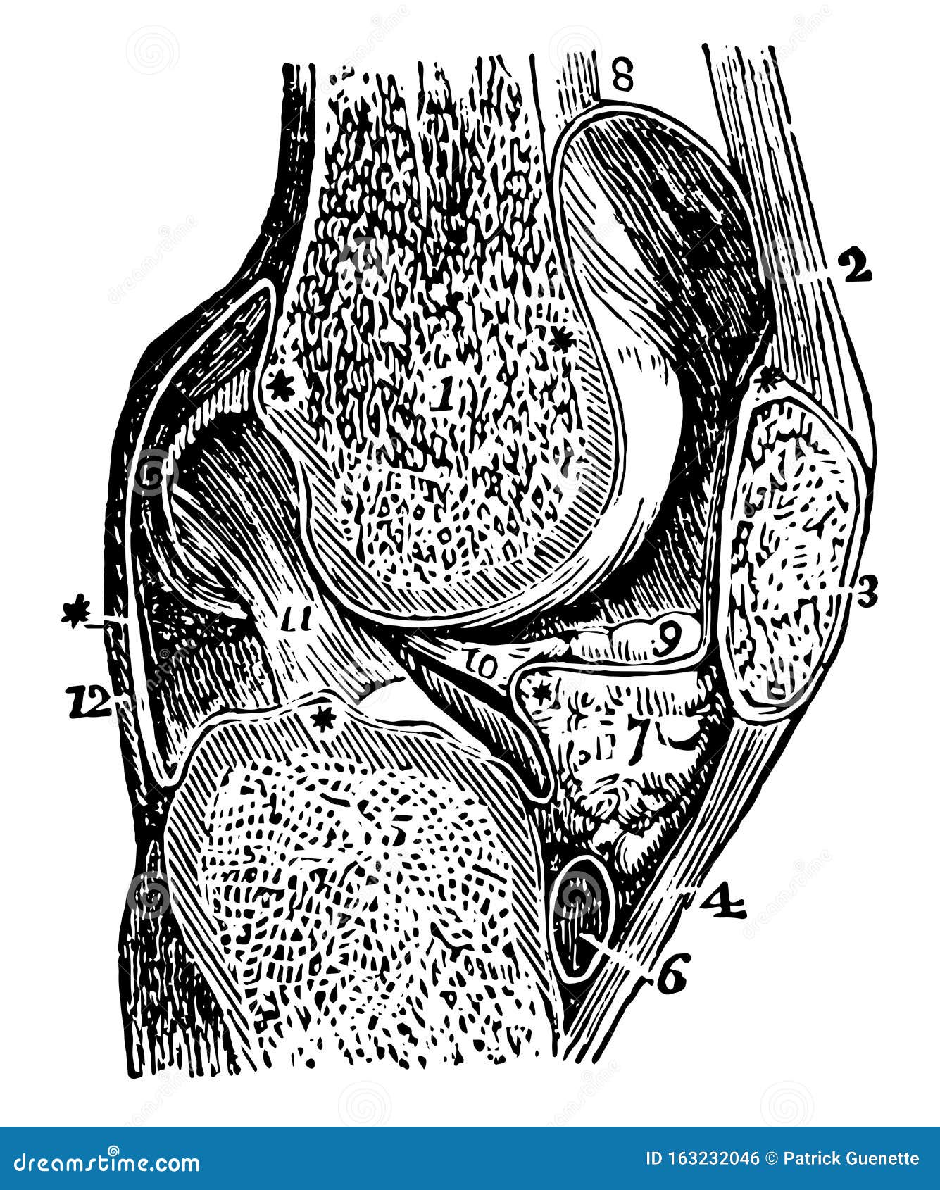 Vertical Section Of A Human Brain Cartoon Vector | CartoonDealer.com ...