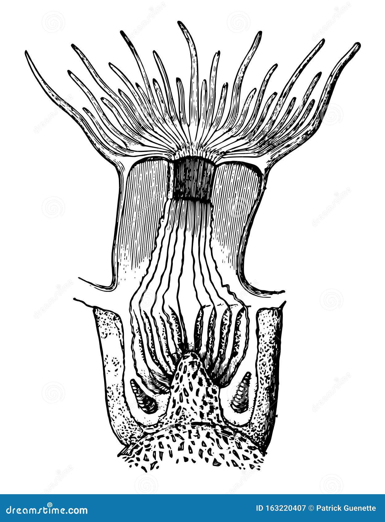 Vertical Section through a Polyp, Vintage Illustration Stock Vector ...