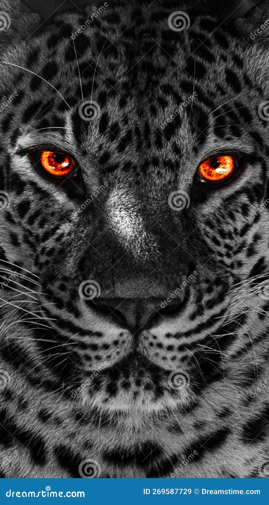 Vertical Selective Color of a Leopard Face with Red Eyes Perfect As a ...