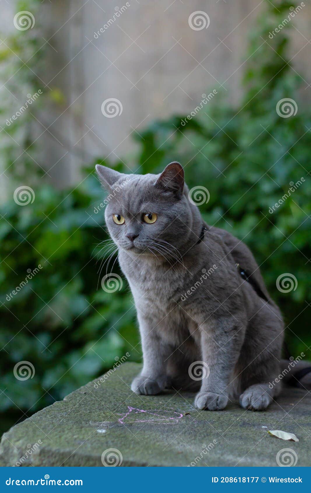 2,779 Short Haired Grey Cat Photos - Free & Royalty-Free Stock Photos ...
