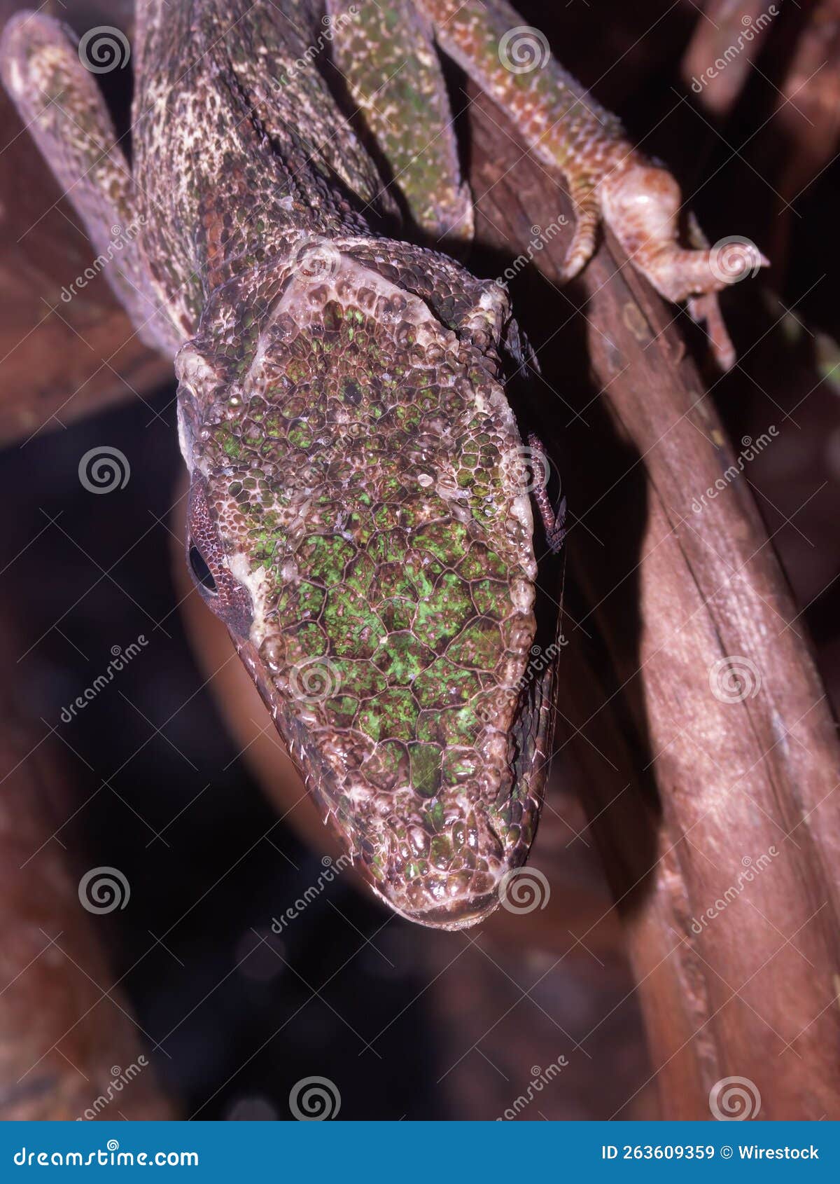 Vertical Selective Focus of a Cuban Knight Anole (Anolis Equestris) on ...
