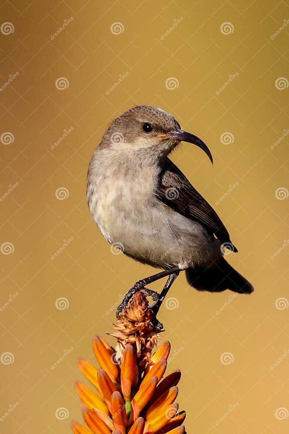 Vertical Selective Focus of a Mockingbird Perched on a Flower on a ...