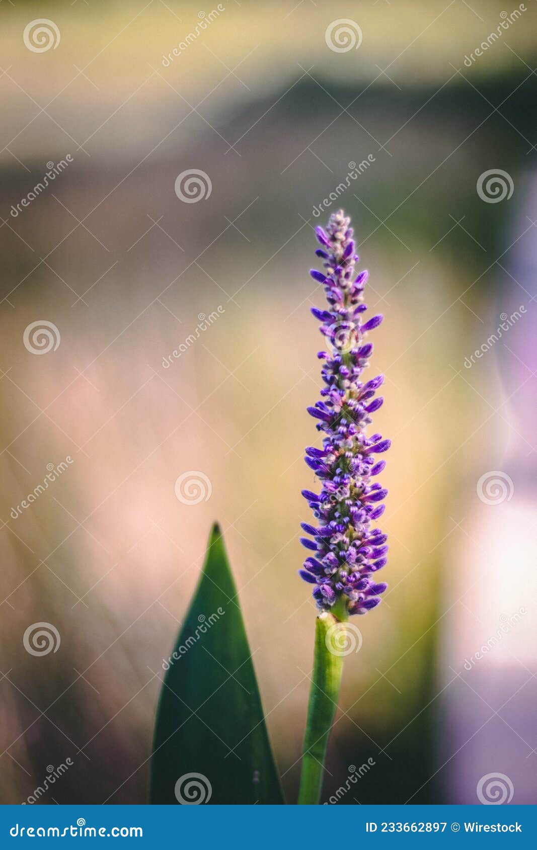 Vertical Selective Focus of a Purple Woolly Lavender Growing in the ...