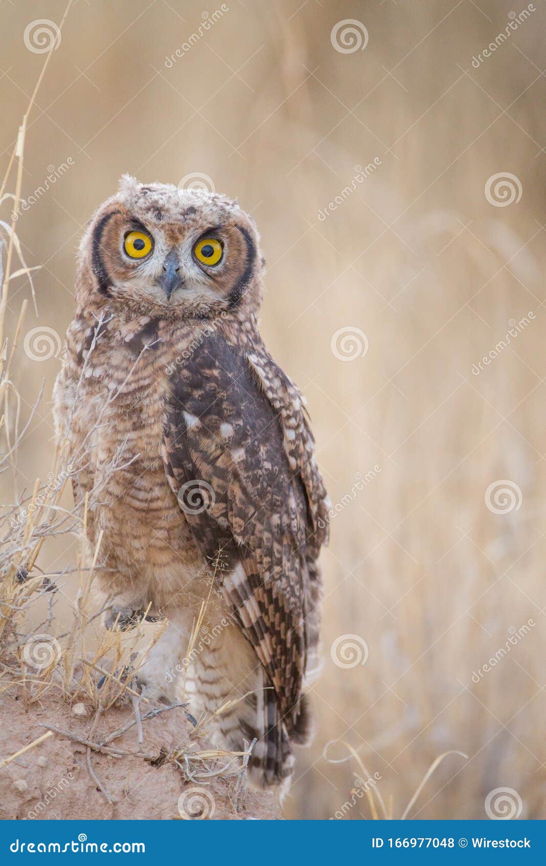Vertical Selective Focus Shot of a Beautiful Owl with Amazing Yellow ...
