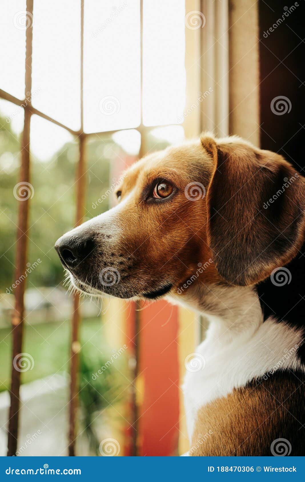 Vertical Selective Focus Shot of a Brown Dog Looking Out the Window ...