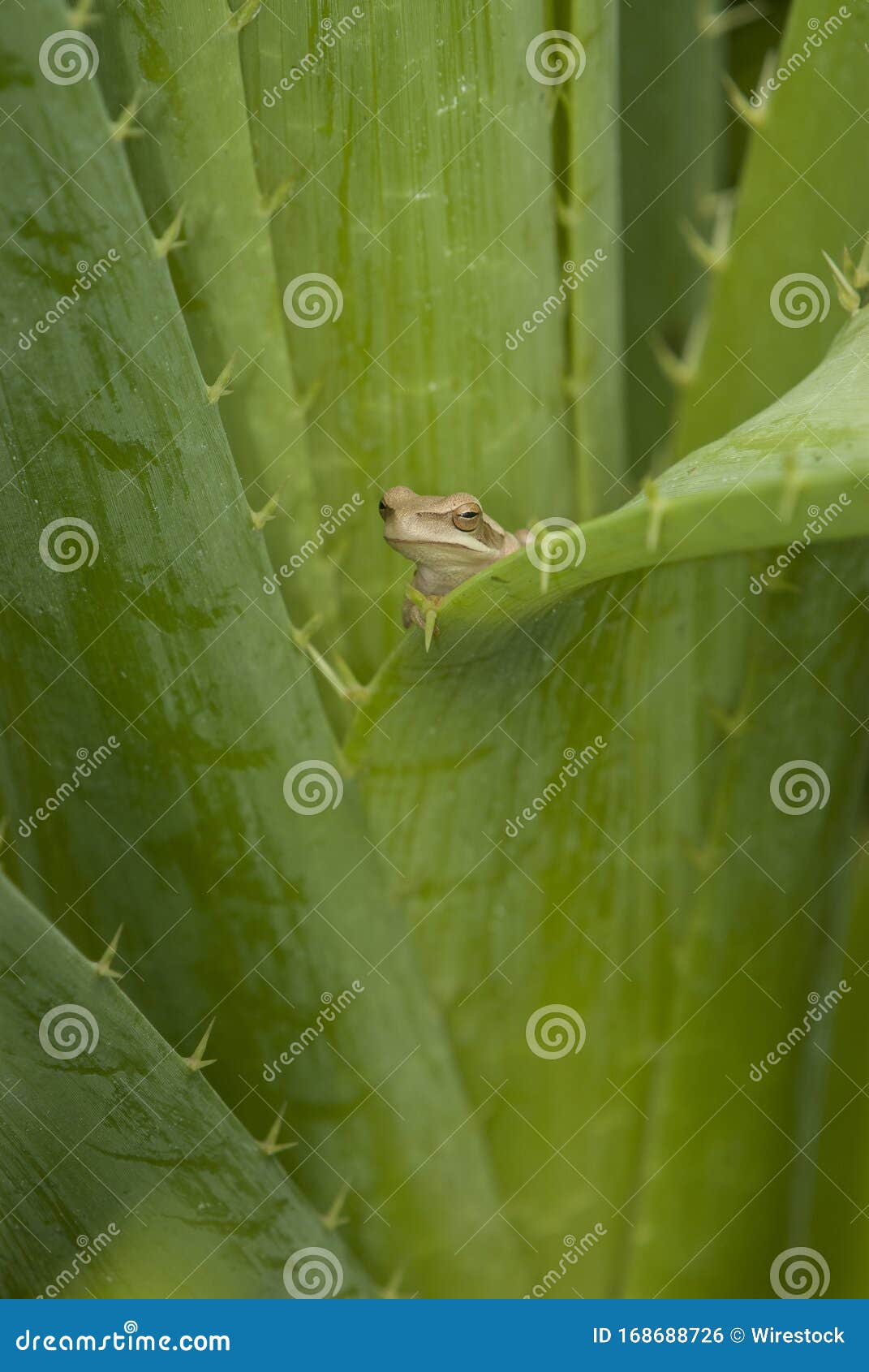 Vertical Selective Focus Shot of a Cute Small Frog Winking Behind the ...