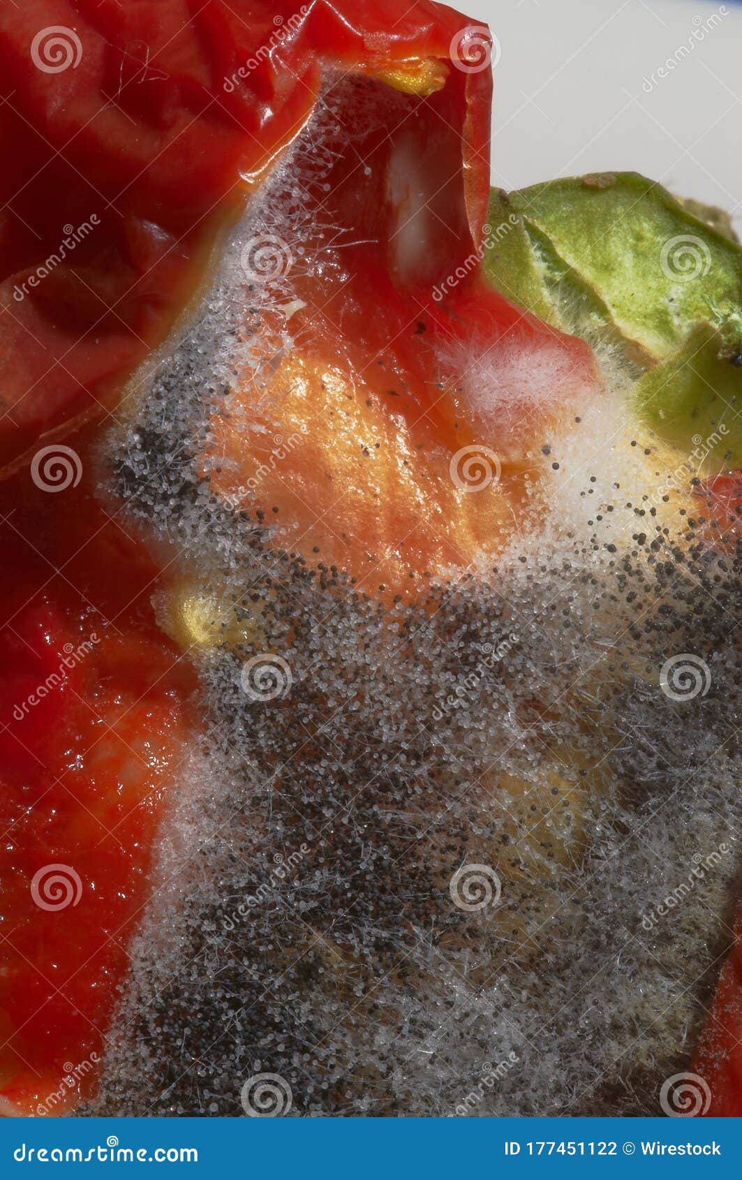 Vertical Selective Focus Shot of Fungus on a Red Pepper Stock Photo ...