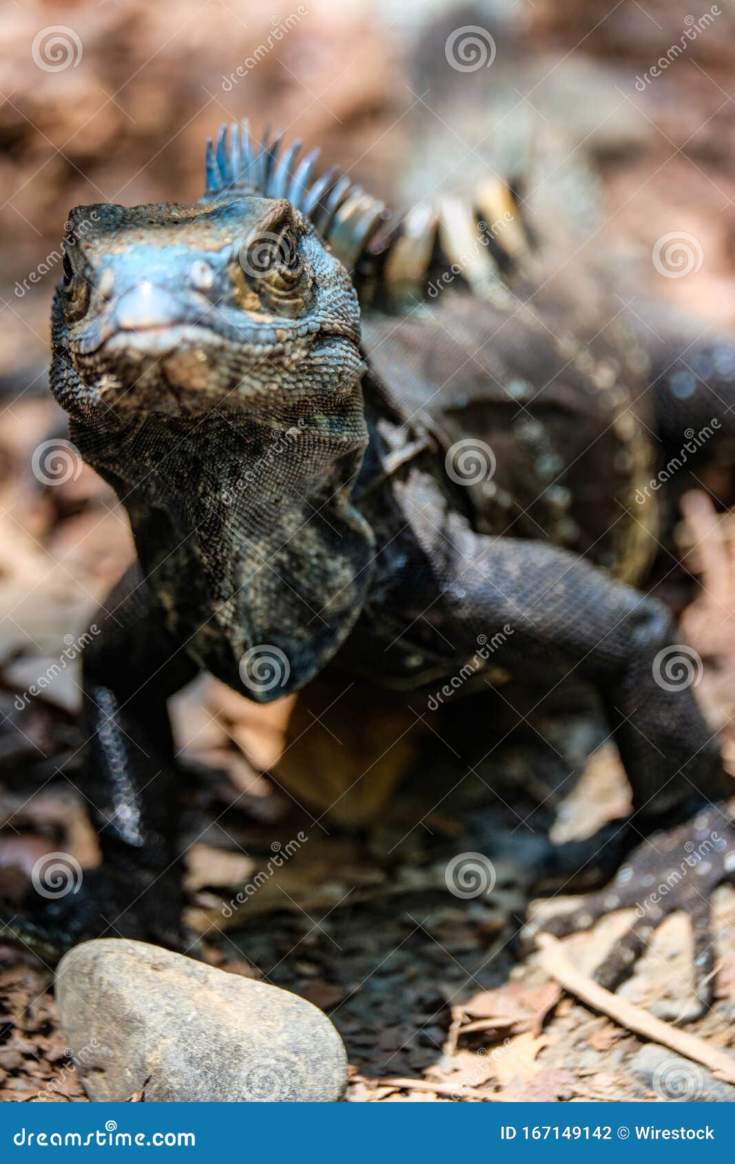 Vertical Selective Focus Shot of a Green Iguana with an Angry Facial ...