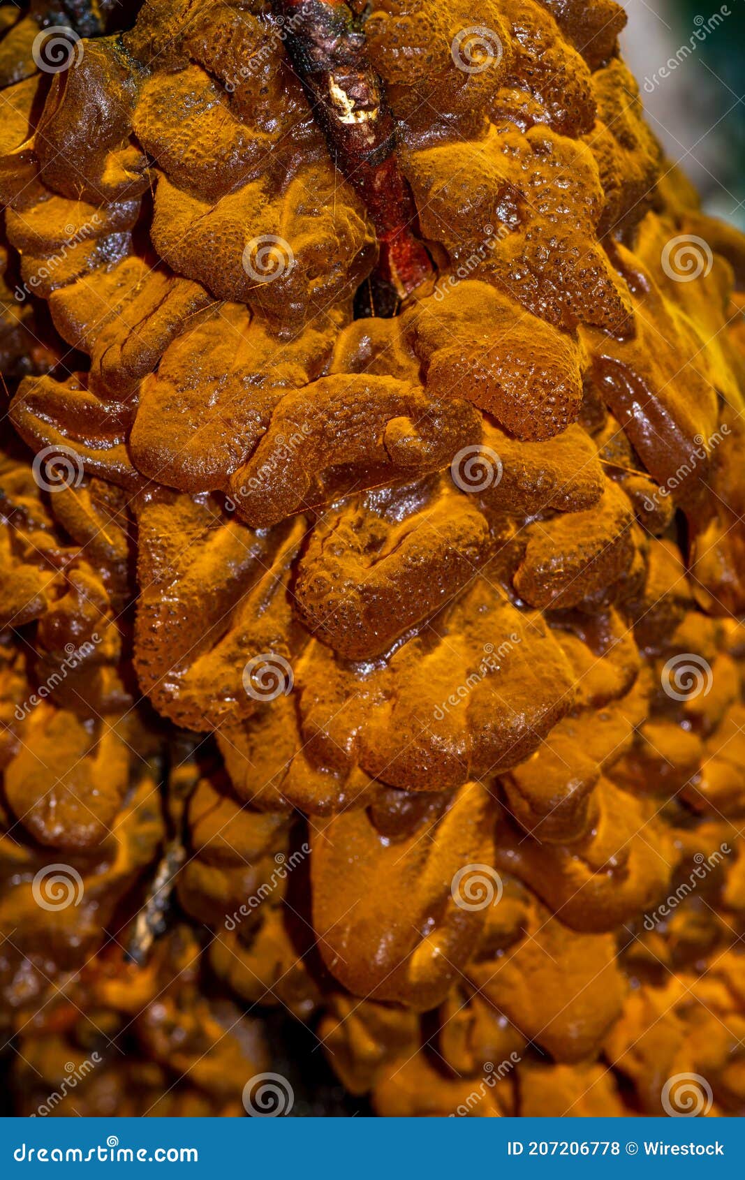 Vertical Selective Focus Shot of Growing Rust Juniper Orange Gelatinous ...