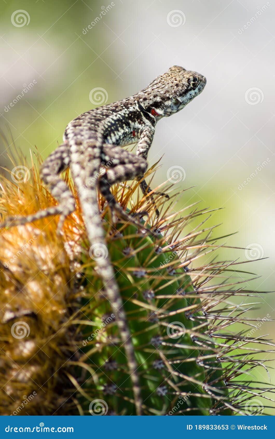 Vertical Selective Focus Shot of a Lizard Standing on a Cactus Stock ...
