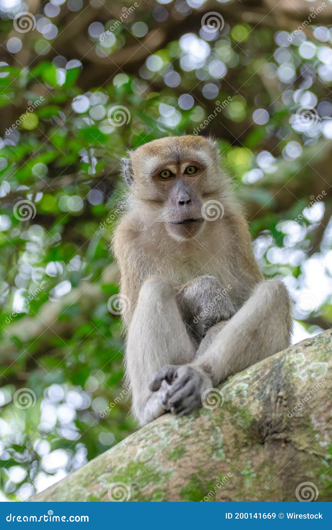 Vertical Selective Focus Shot of Macaque Monkey in Nature Stock Image ...
