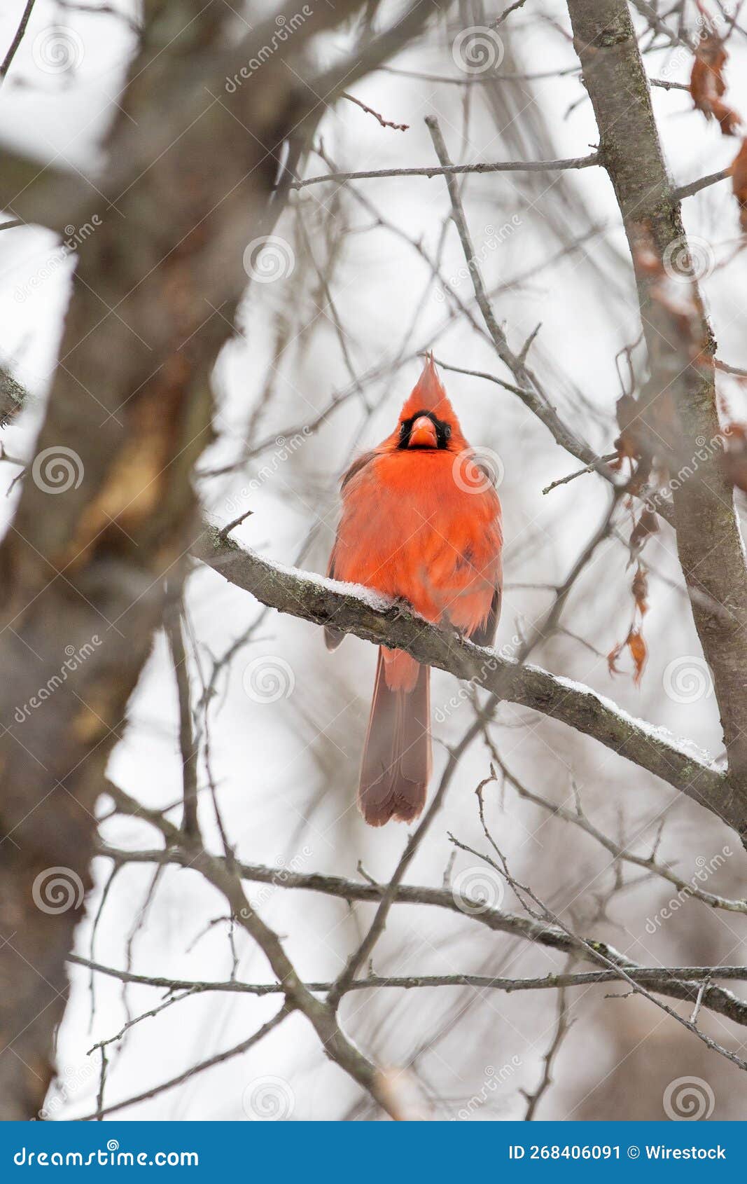 Vertical Selective Focus Shot of a Red Cardinal Bird Perched on a Snowy ...