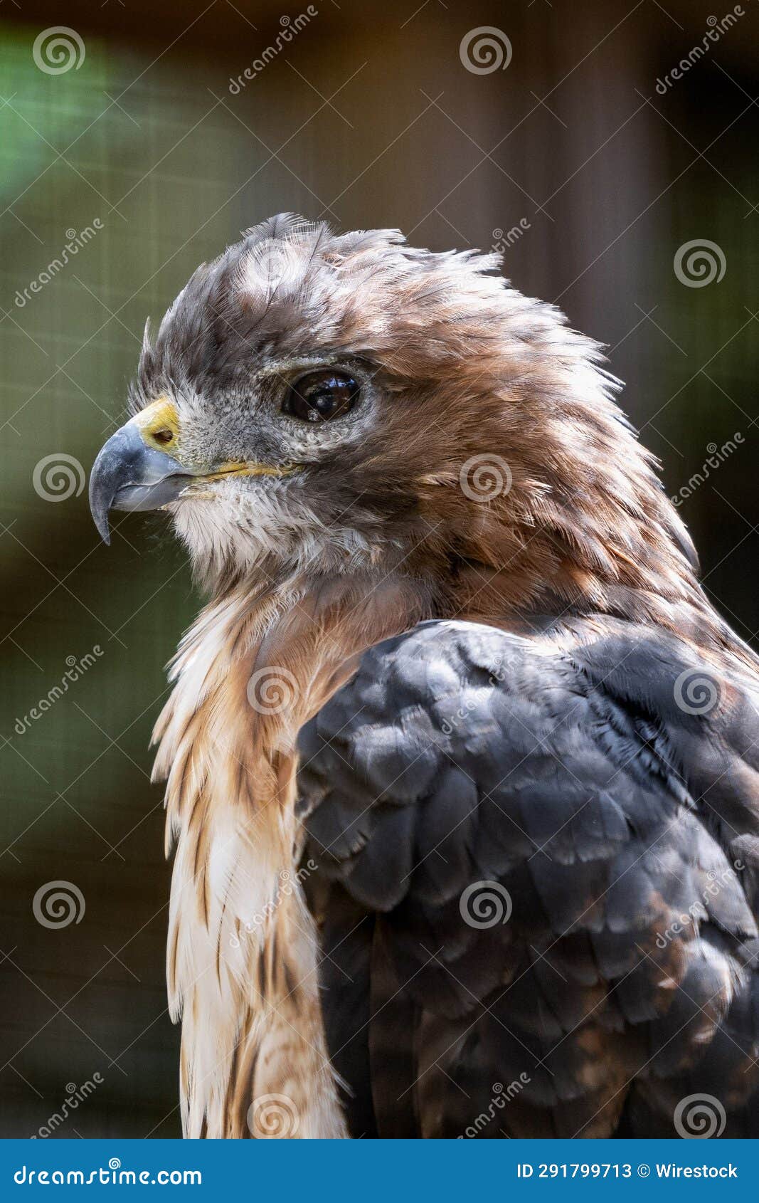 Vertical Selective Focus Shot of a Red-tailed Hawk at an Animal ...