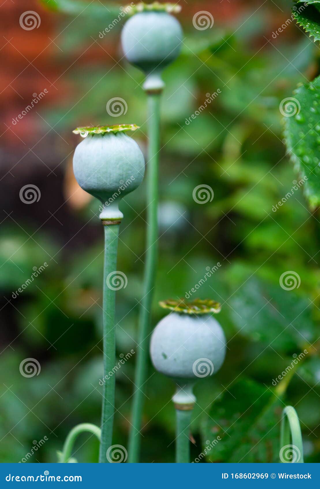 Vertical Selective Focus Shot of Unbloomed Common Daisy Flowers ...