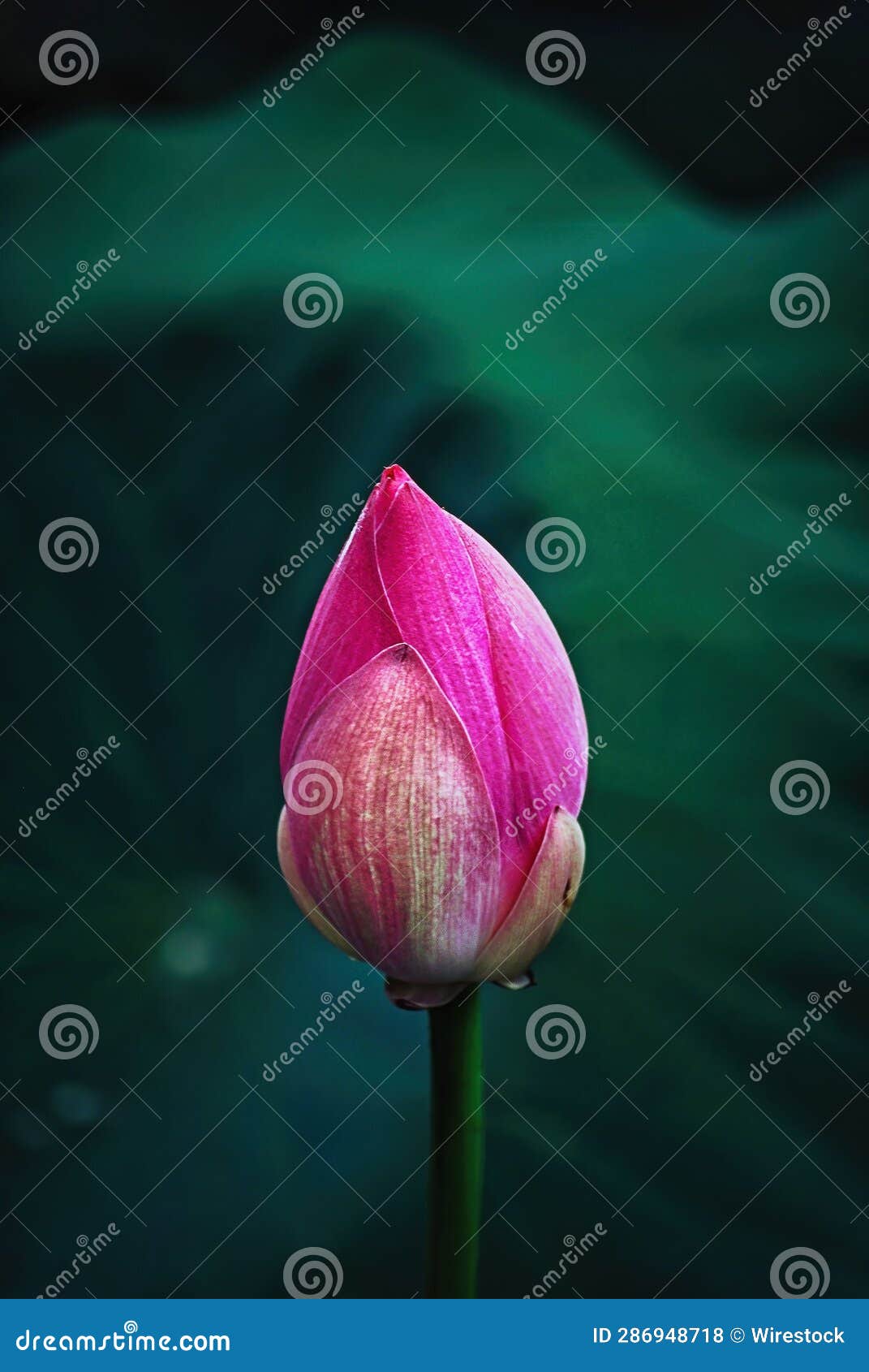 Vertical Selective Focus Shot of a Vibrant Pink Lily Flower Bud Stock ...