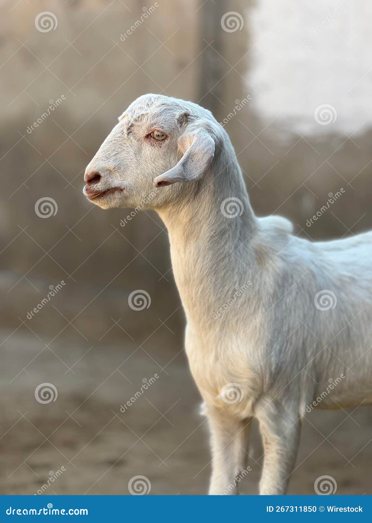 White Saanen Goat With Long Horns Stock Photography | CartoonDealer.com ...