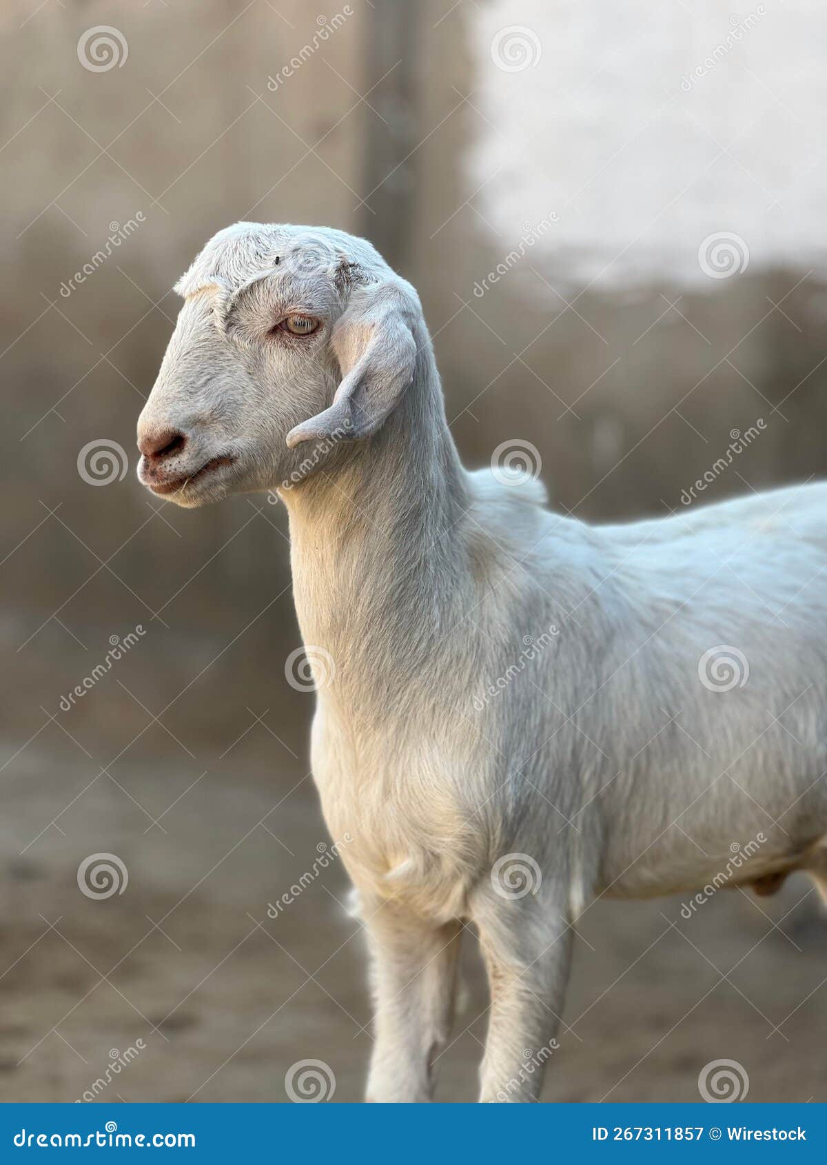 White Saanen Goat With Long Horns Stock Photography | CartoonDealer.com ...