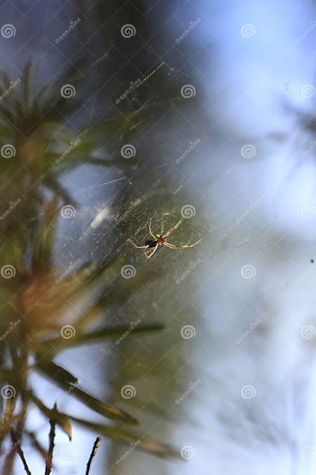 Vertical Selective Focus of a Spider on a Web between Tree Branches in ...