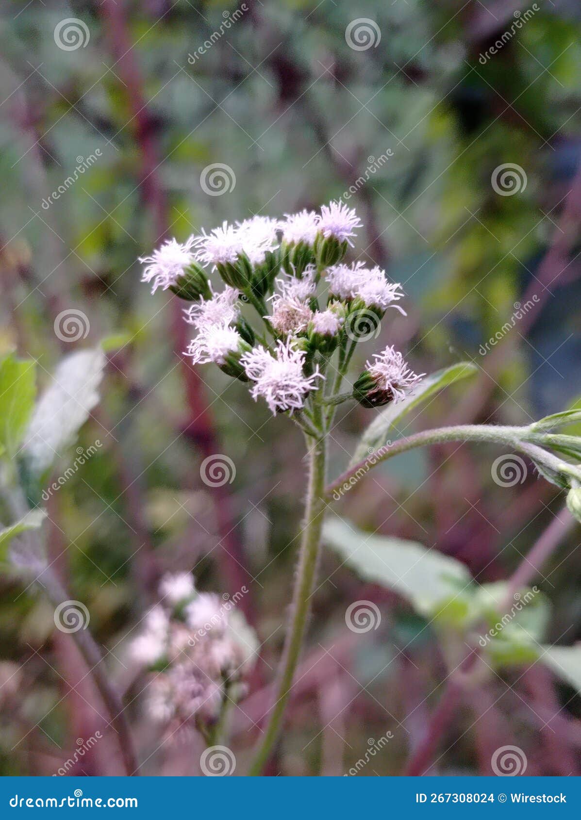 Vertical Selective Focus View of Invasive Billygoat Weed Plant in a ...