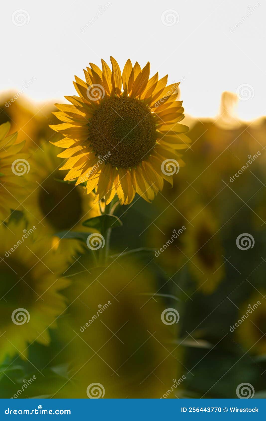 Vertical Selective Shot of Beautiful Sunflowers Blooming Under the Sun ...