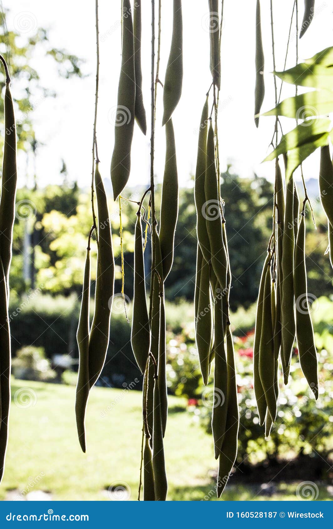 Vertical Selective Shot of Hanging Green Broad Beans Stock Image ...