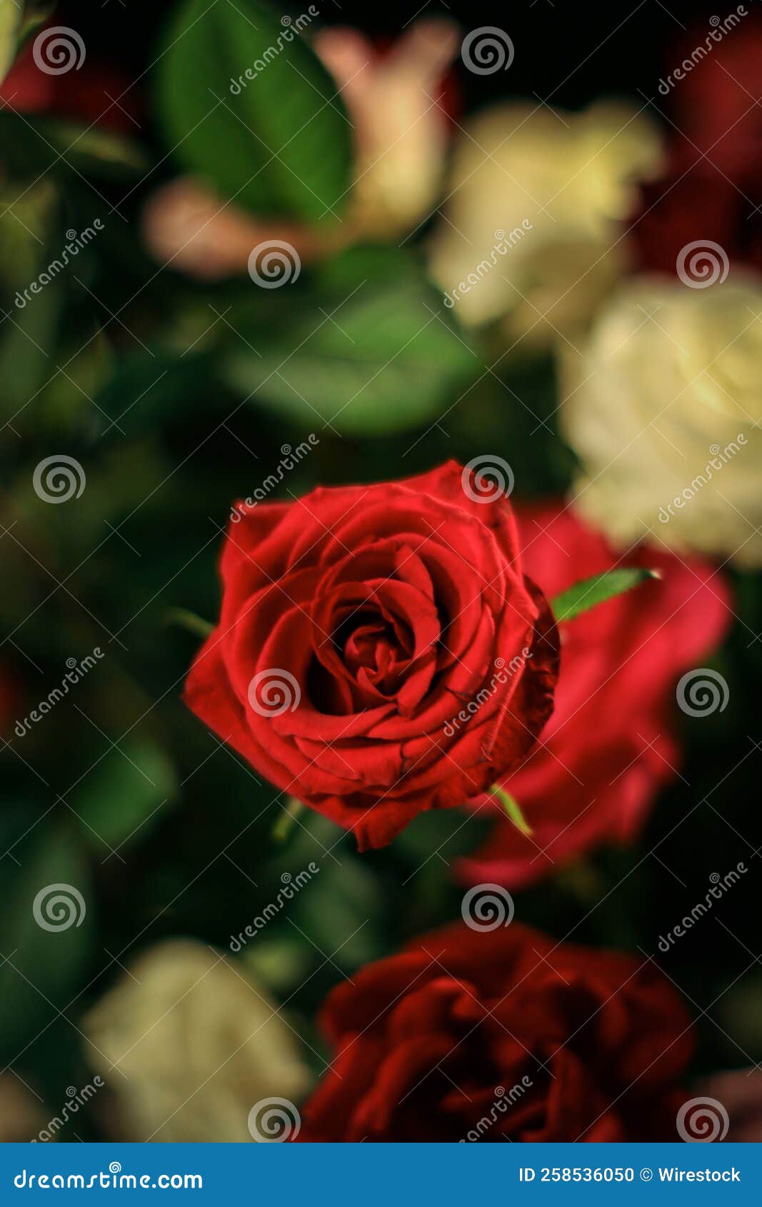 Vertical Shallow Focus of a Beautiful Red Rose Captured from the Top ...