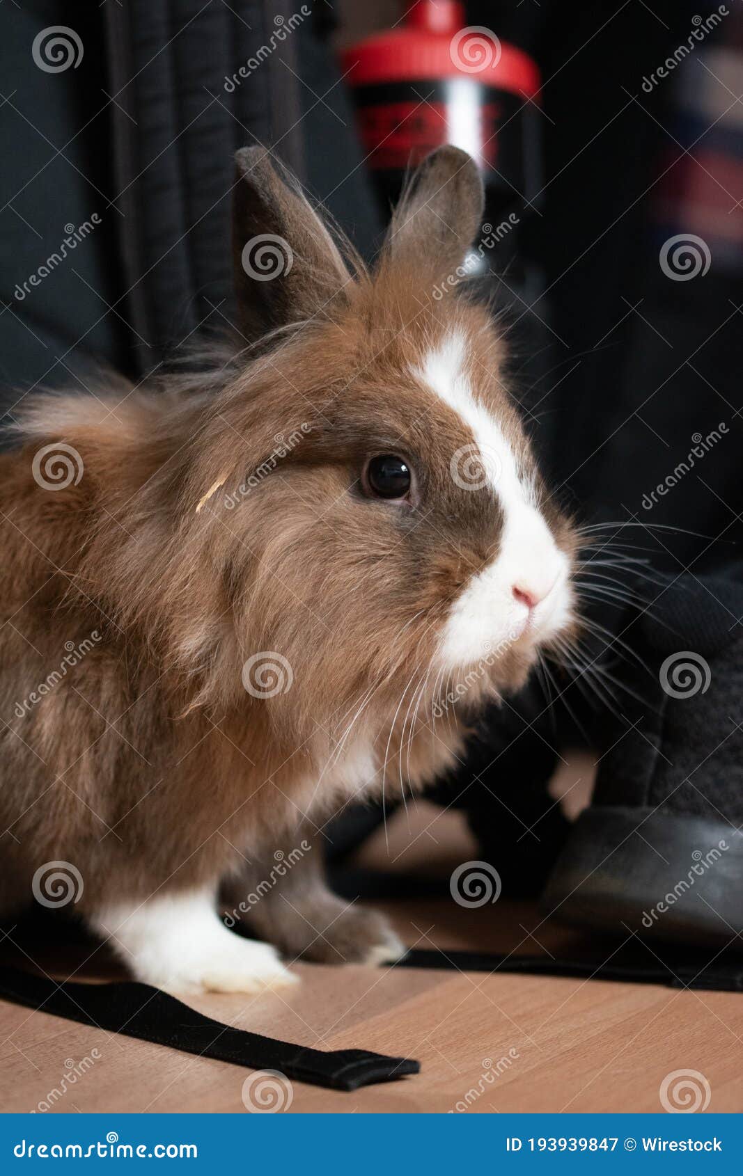Vertical Shallow Focus Closeup Shot of a Fluffy Brown Rabbit Stock ...