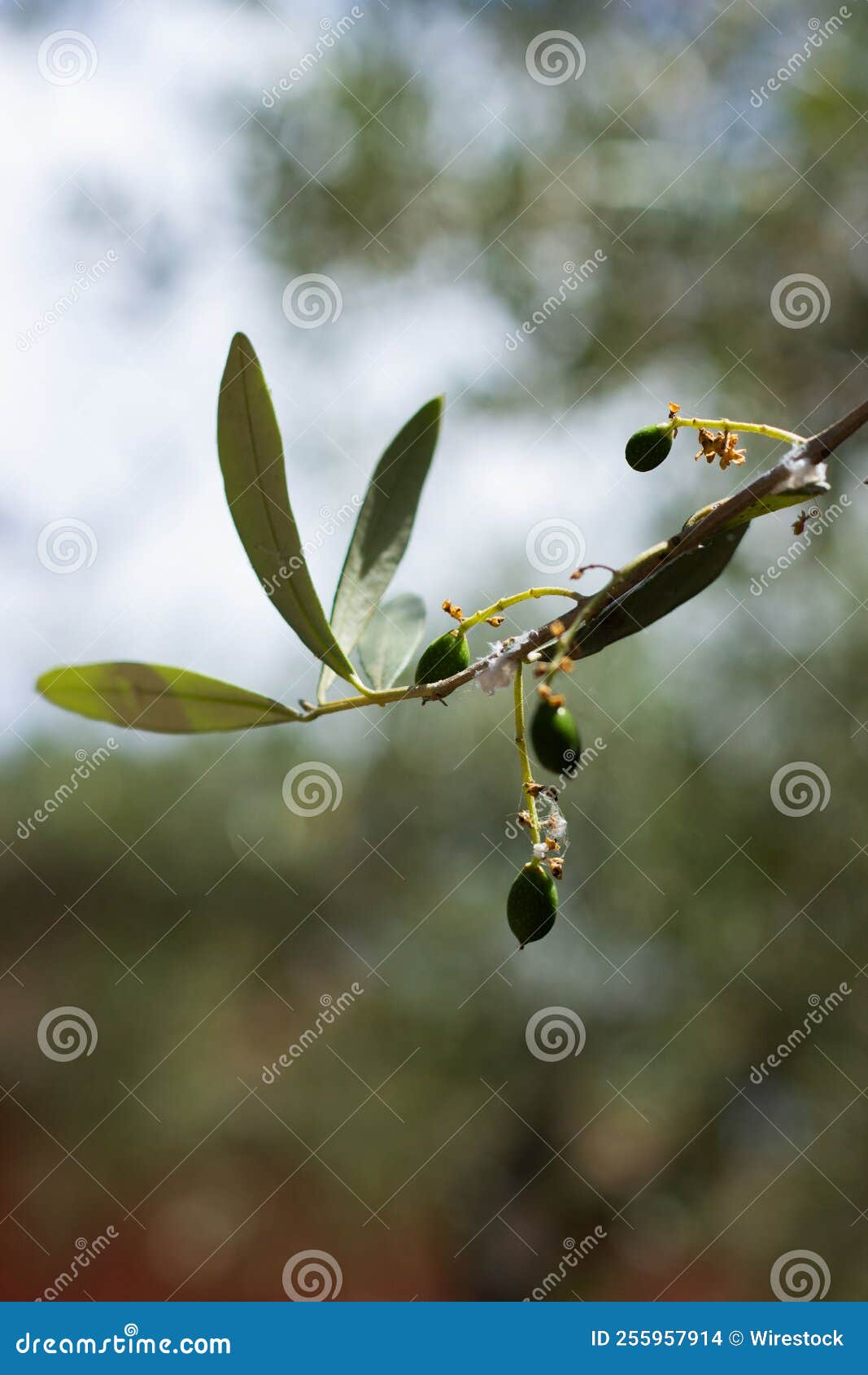 Vertical Shallow Focus of an Olive Tree Branch with Small Olives Hanging on it Stock Photo ...