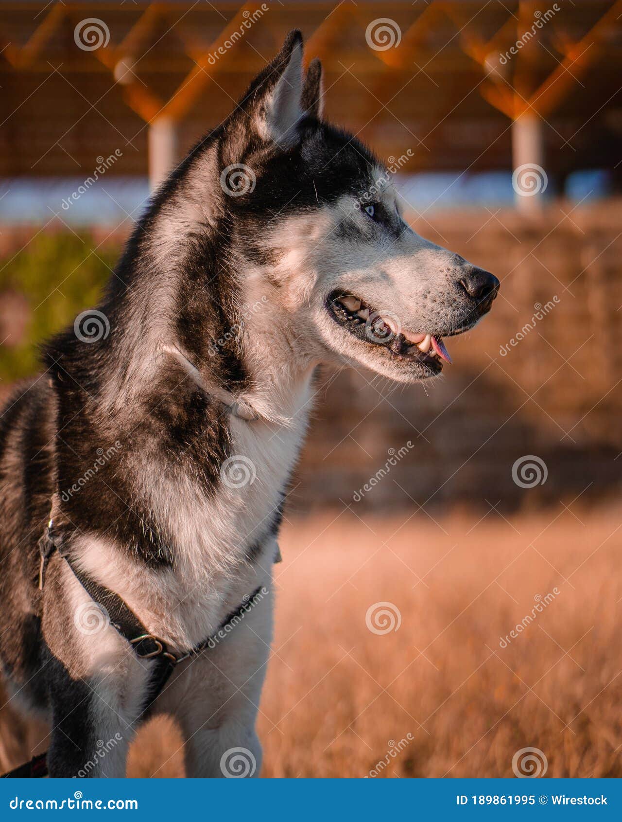 Vertical Shallow Focus Side View of a Siberian Husky Dog Stock Image ...
