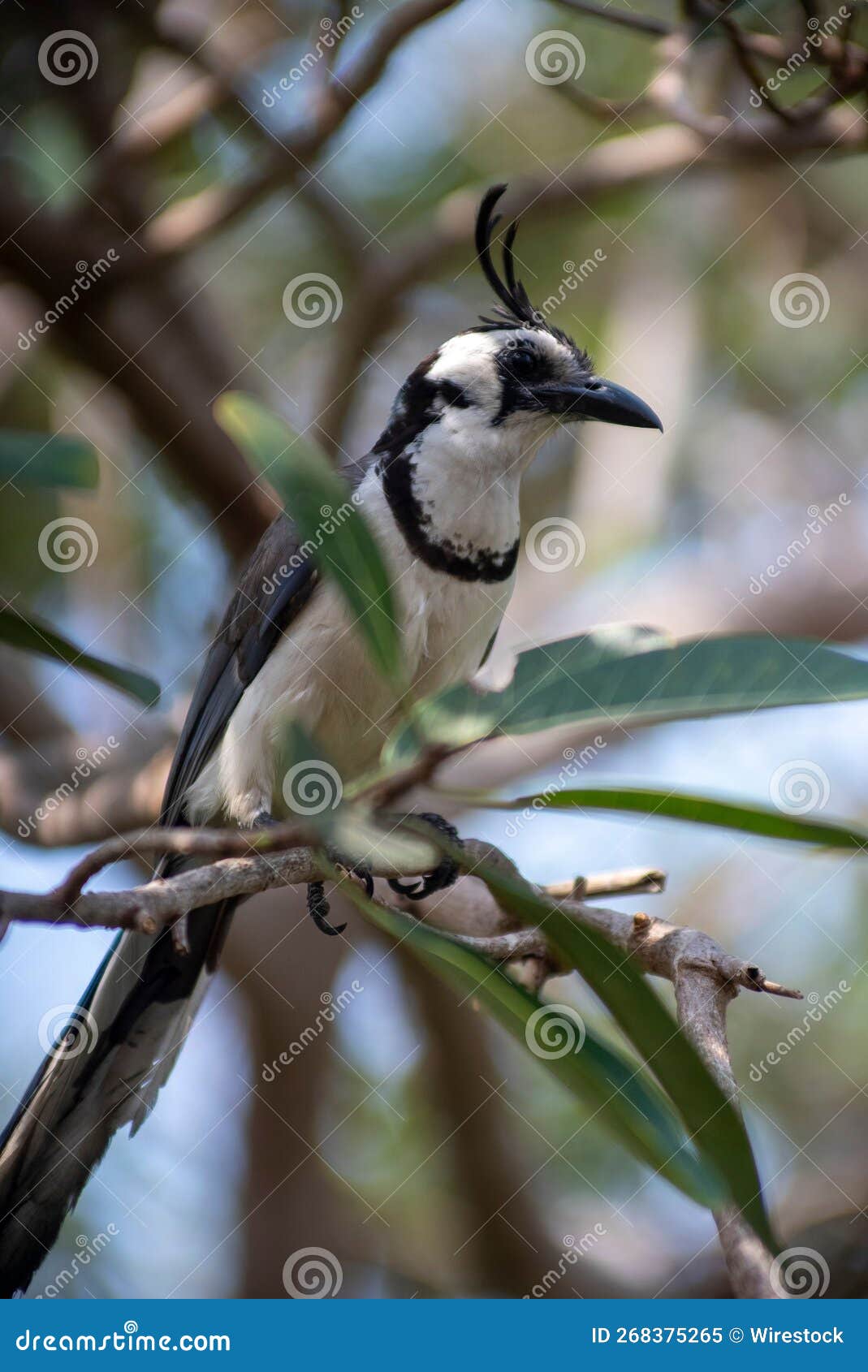 Vertical Shit of a Black-throated Magpie-jay Bird Perched on a Tree ...