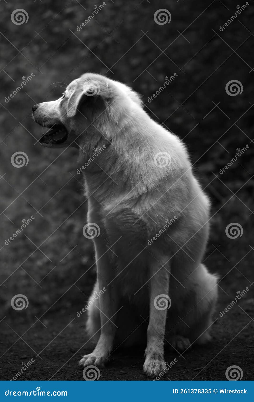 Vertical Shot of an Adorable Dog Sitting on a Forest Path in Grayscale ...