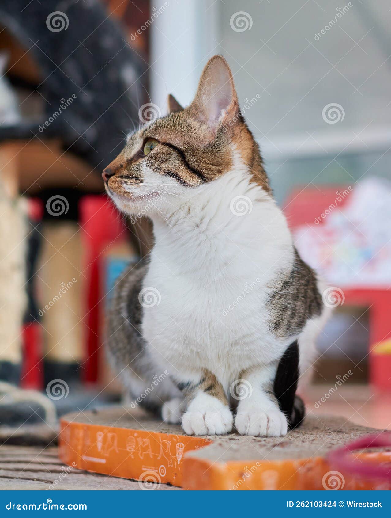 Vertical Shot of an Adorable European Cat Stock Photo - Image of ...