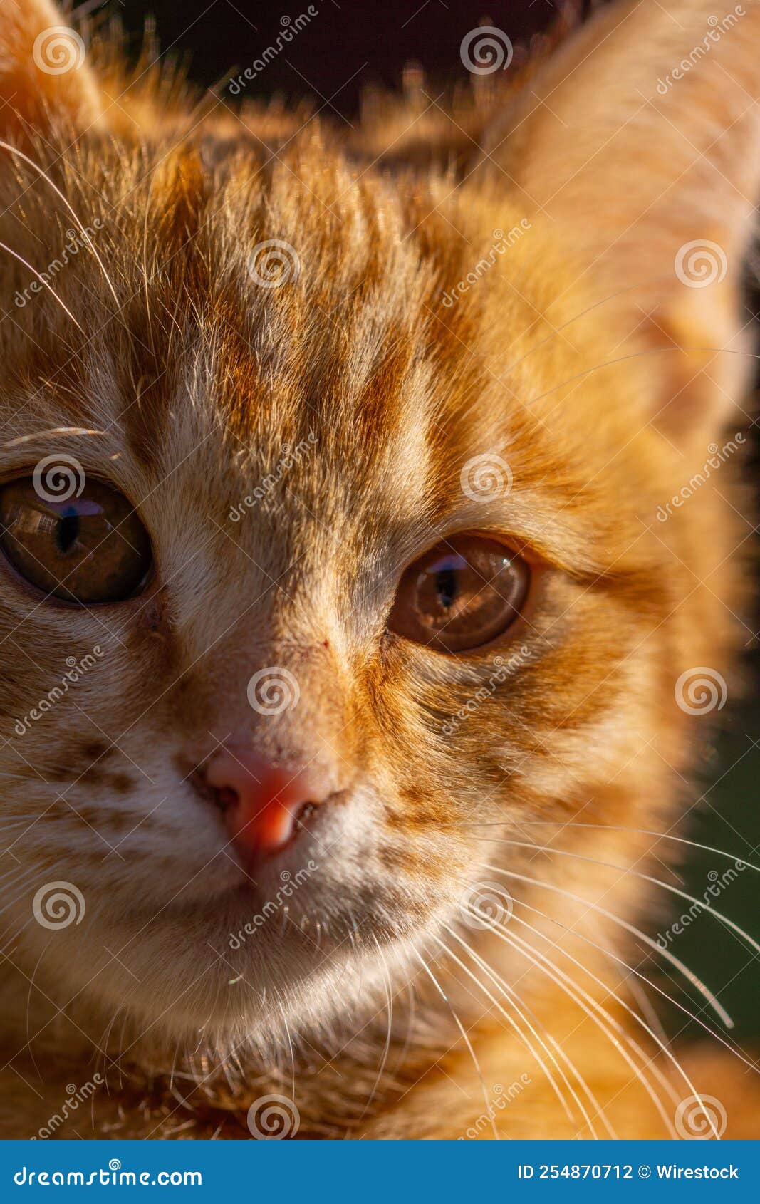 Vertical Shot of an Adorable Ginger Kitten in Sunlight Stock Photo ...