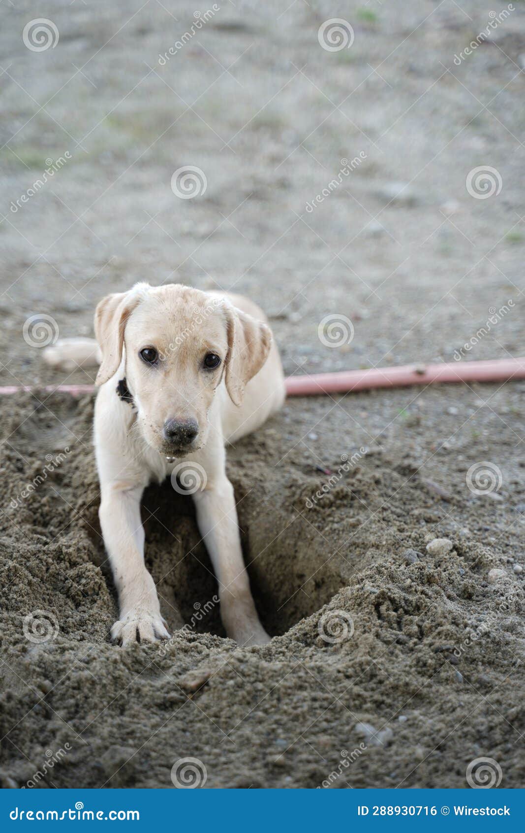 Vertical Shot of an Adorable Labrador Retriever Sitting on the Sand ...