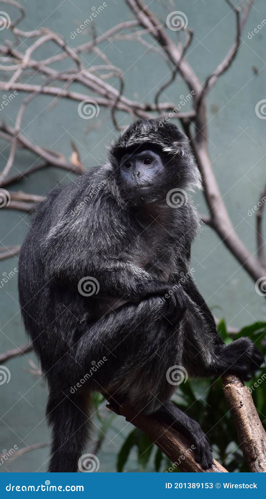 Vertical Shot of an Adorable Little Monkey Stock Image - Image of ...
