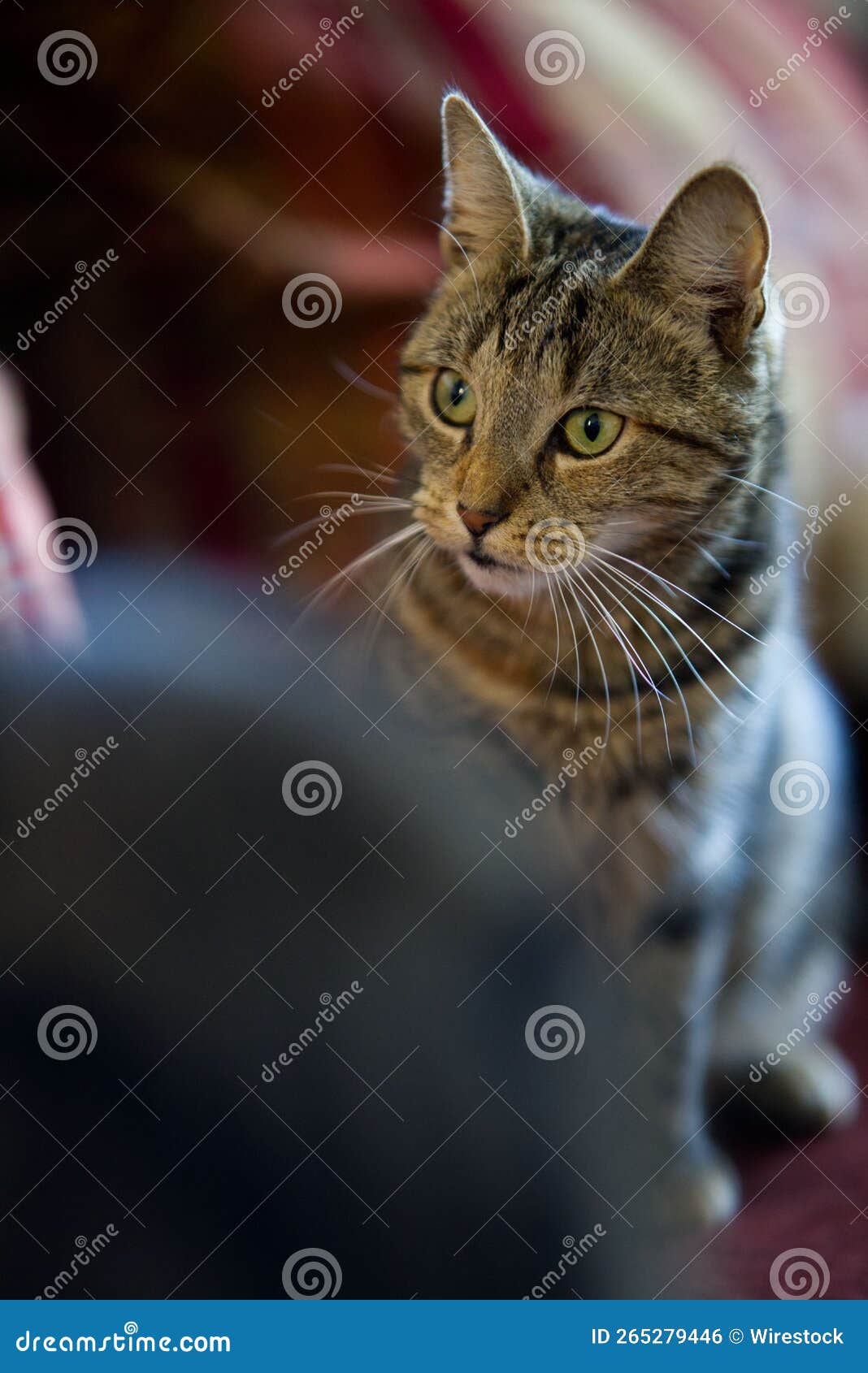 Vertical Shot of an Adorable Striped Tabby Cat. Stock Photo - Image of ...